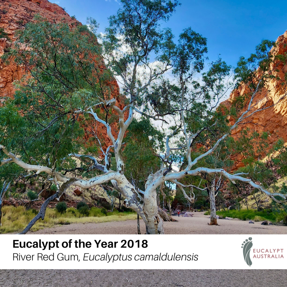 Eucalypt of the year 2026 | Eucalypt Australia