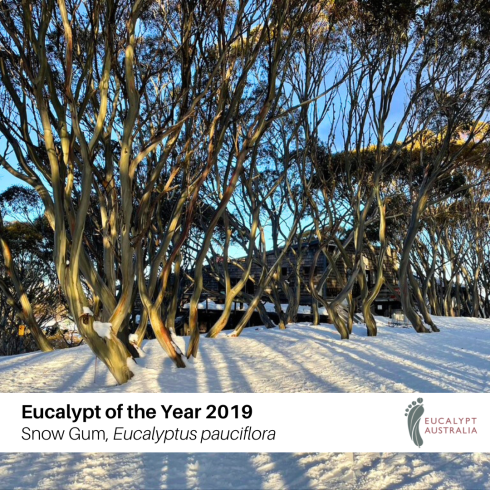 Eucalypt of the year 2026 | Eucalypt Australia