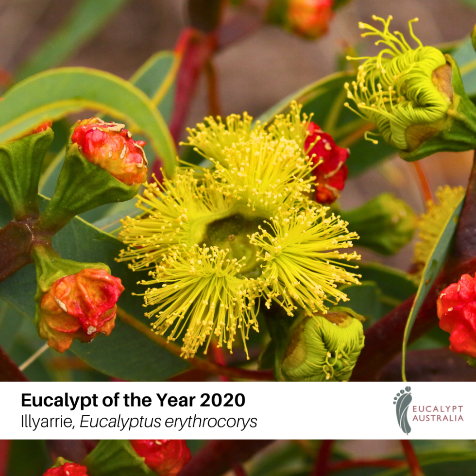 Eucalypt of the year 2025 | Eucalypt Australia
