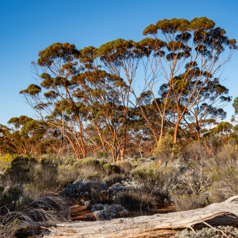 Eucalypt of the year 2025 | Eucalypt Australia