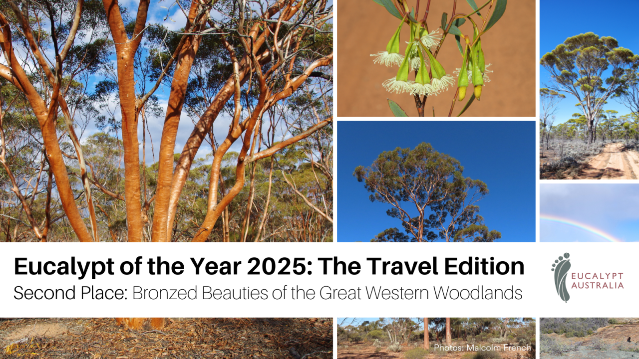 Eucalypt of the year 2025 | Eucalypt Australia