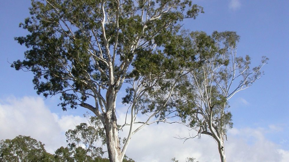 Eucalypt of the year 2026 | Eucalypt Australia