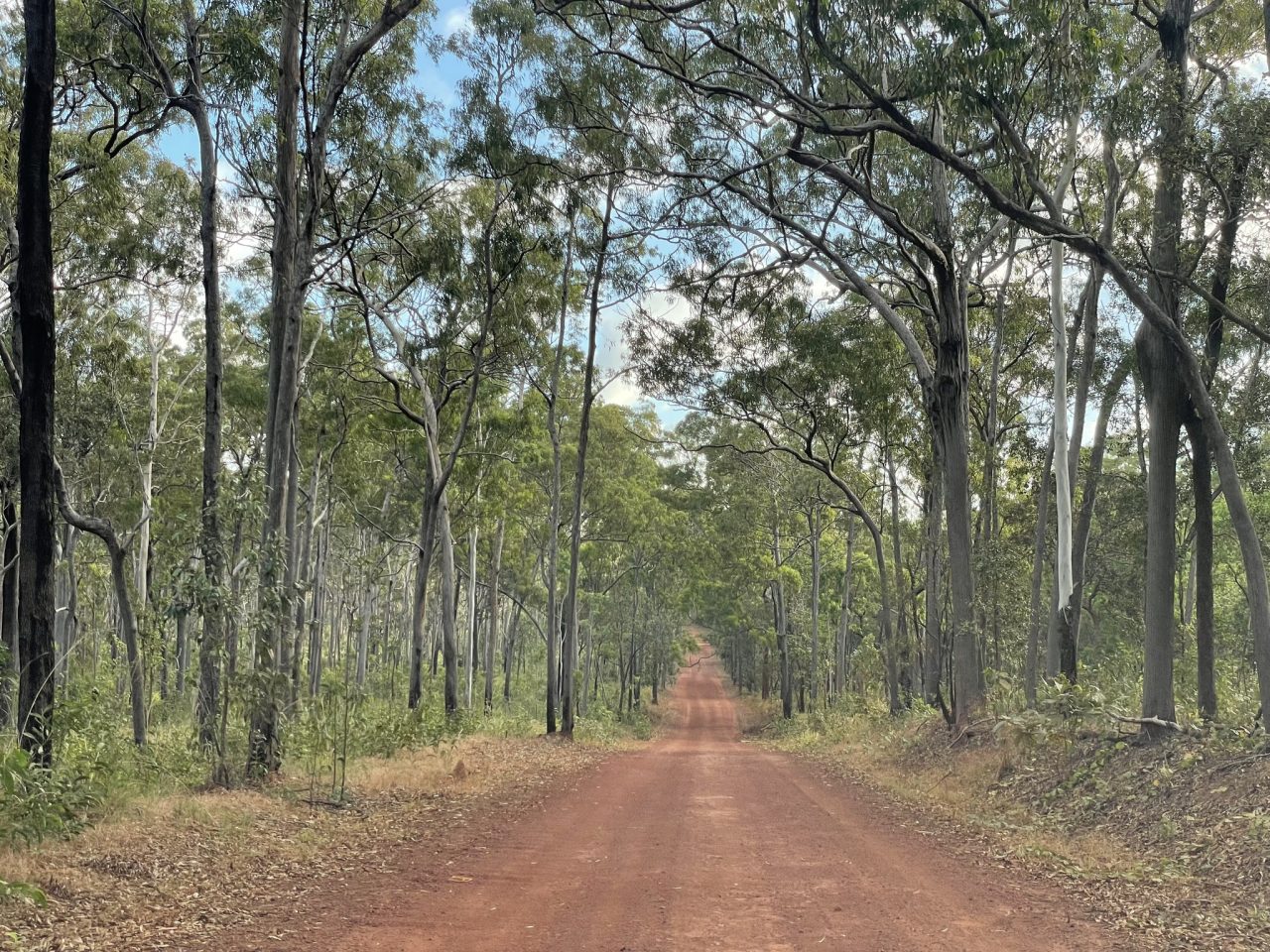 Eucalypt of the year 2026 | Eucalypt Australia